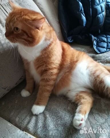 Отдам бесплатно в добрые руки