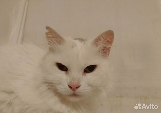 Найдена породистая кошка