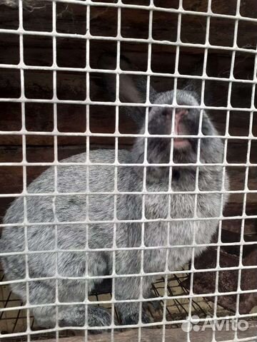 Колики (полтавское серебро, калифорнийцы, бургунцы