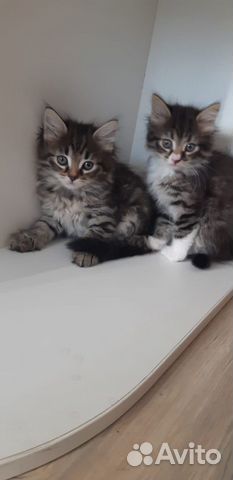 Котята сибирские 1 5 месяца