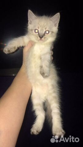 Британские котята