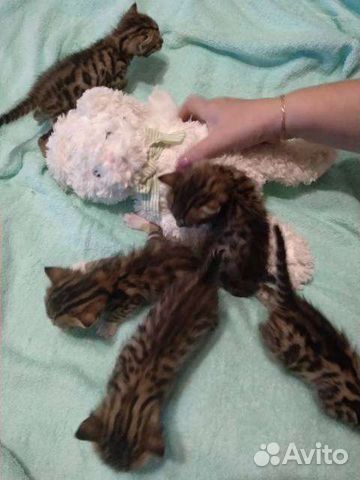 Бенгальские котята