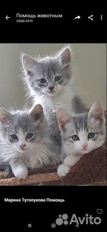 Котятя метисы сибирской породы ищут дом
