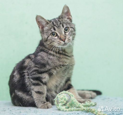 Котик 4 месяца, мягкий животик Ищет дом