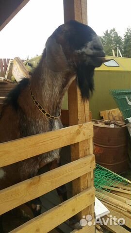 Нубийский козел производитель