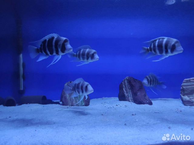 Фронтоза Бурунди