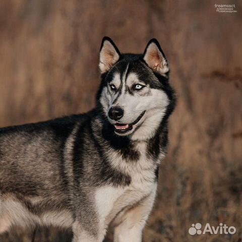 Туман из приюта