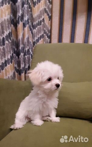 Девочка дизайнерская