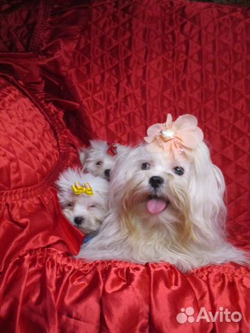 Мальтийские болоночки в Санкт Петербург