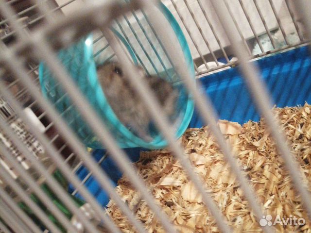 Джунгарский хомяк с клеткой