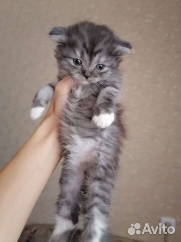 Шотланский вислоухий котенок