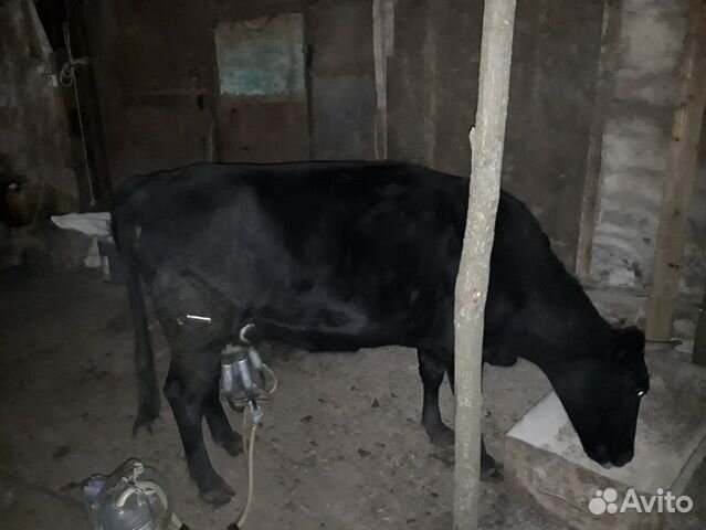 Корова дойная