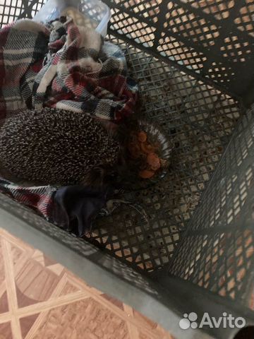 Помогиье приютить ежа