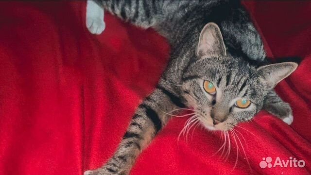 Супер ласковый котик Федя