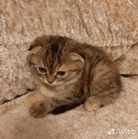 Котята