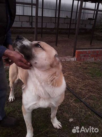 Среднеазиатская овчарка алабай бесплатно