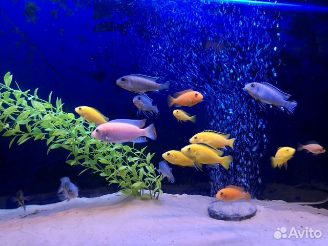 Цихлиды. Аквариумная рыба