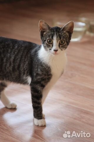 Кошечка Гера 6мес