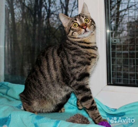 Тигровый полосатик котеночек