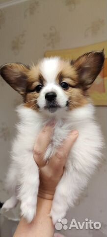 Яркий рыжик