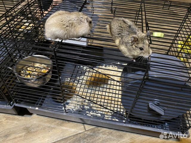 Хомяк с клеткой