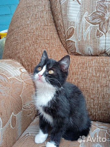 Котёнок