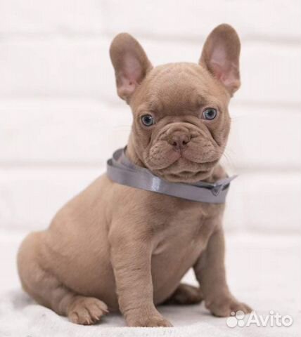 Изабелловые щенки французского бульдога