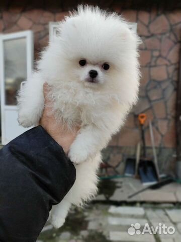 Белый померанский шпиц