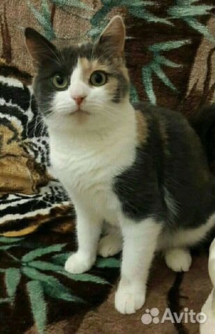 Шикарная королева Жасмин