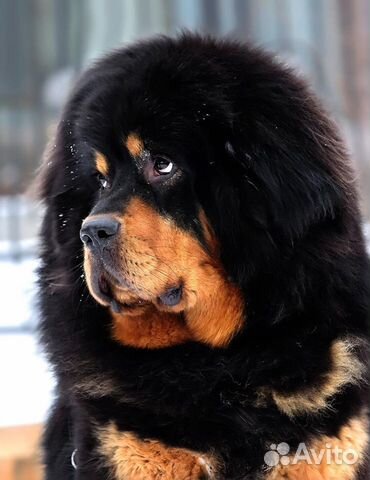 Тибетский мастиф шоу