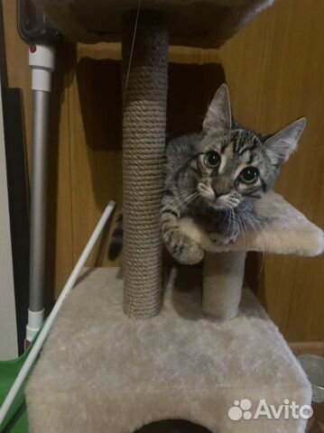 Котенок с приданым