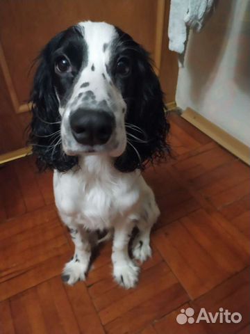 Щенок русский охотничий спаниель