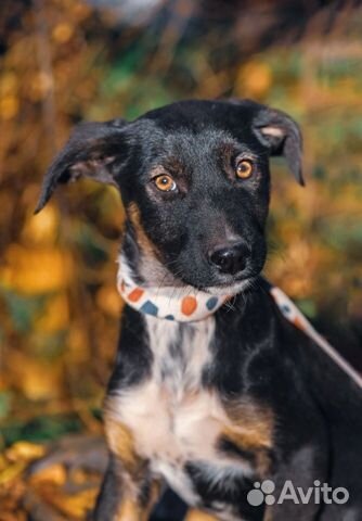 Форд. Активный добрый щенуля с доставкой домой