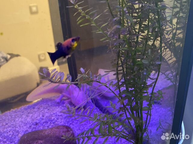 Аквариумные рыбки бесплатно (моллинезии)