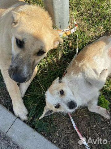 Собака большая до года