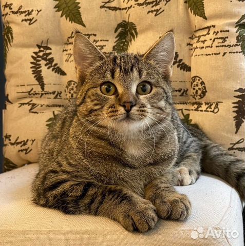 Кошечка котенок 5 мес