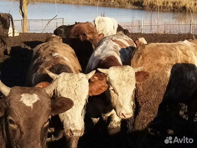 Бычки и быки