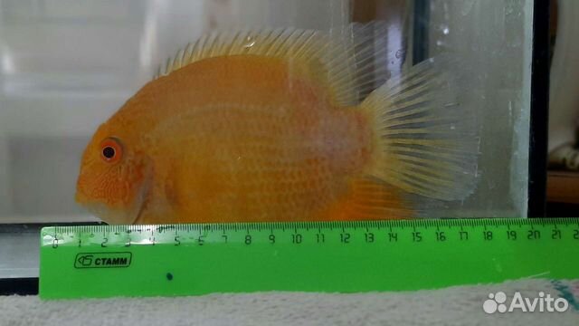 Аквариумные рыбки