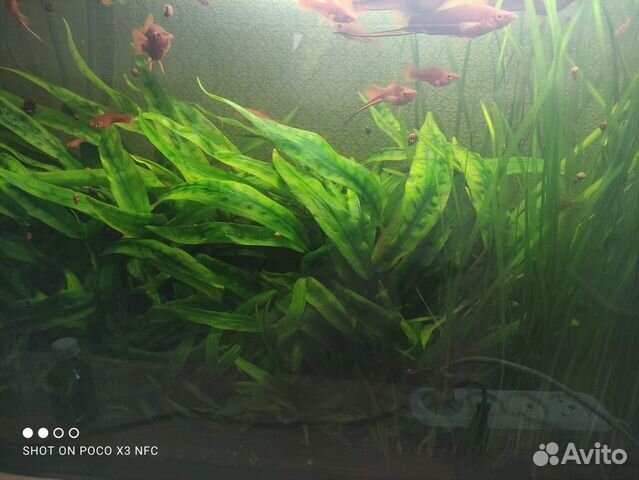 Криптокарина и валеснерия