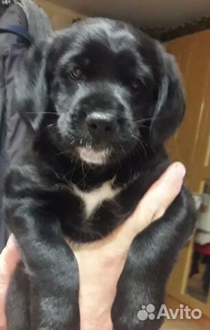 Собаки щенки