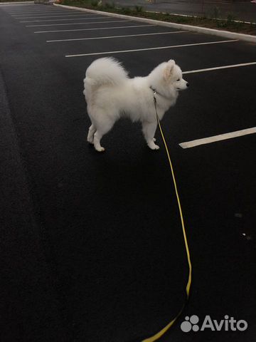 Вязка самоед