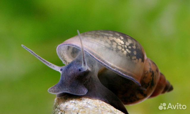 Улитка физа