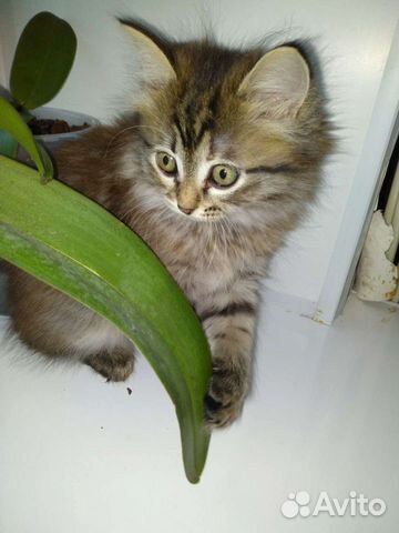 Кошка 1,5 мес