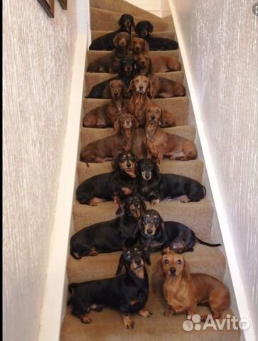 Щенки таксы разных окрасов