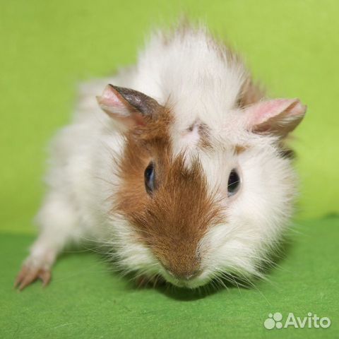 Розеточные морские свинки