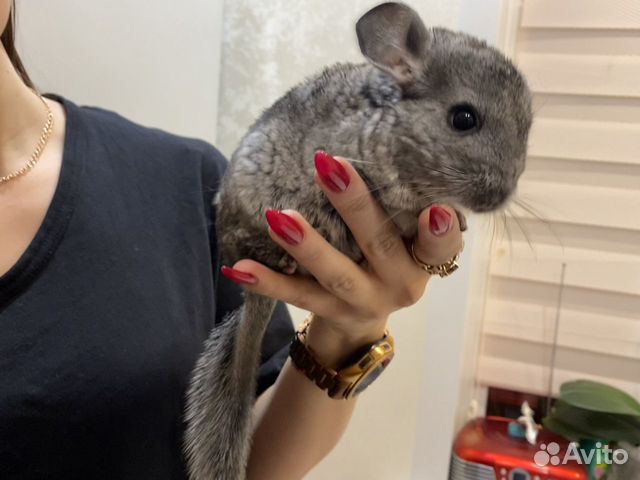 Шиншилла, 2 месяца