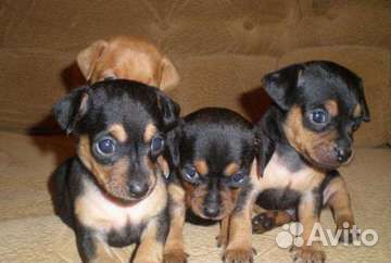 Щенки Той терьр