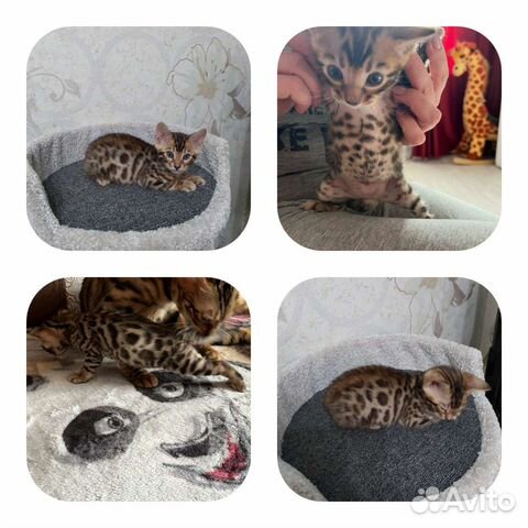 Бенгальские котята