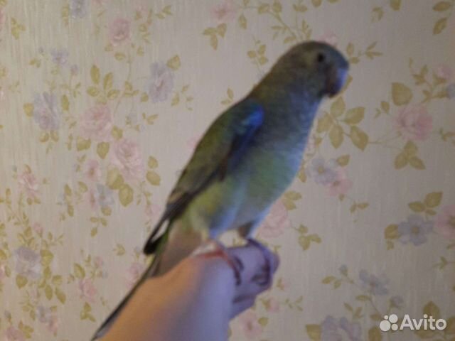 Певчий попугай