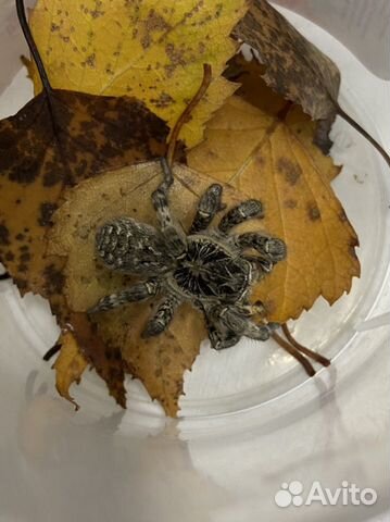 Отдам в добрые руки паука птицееда
